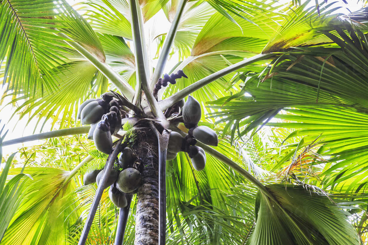 Coco de Mer: Unveiling Nature's Sensational Masterpiece in Seychelles ...